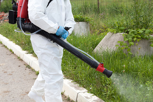 Why You Need Professional Mosquito Removal | Wright Choice Pest Control ...
