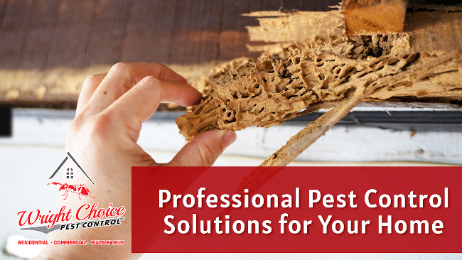 Count on Us to Provide Effective Pest Control Solutions | Wright Choice ...