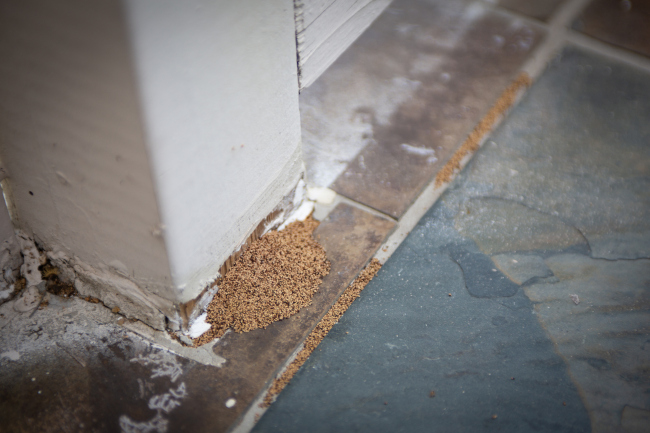 3 Signs You Need Termite Removal | Wright Choice Pest Control, LLC